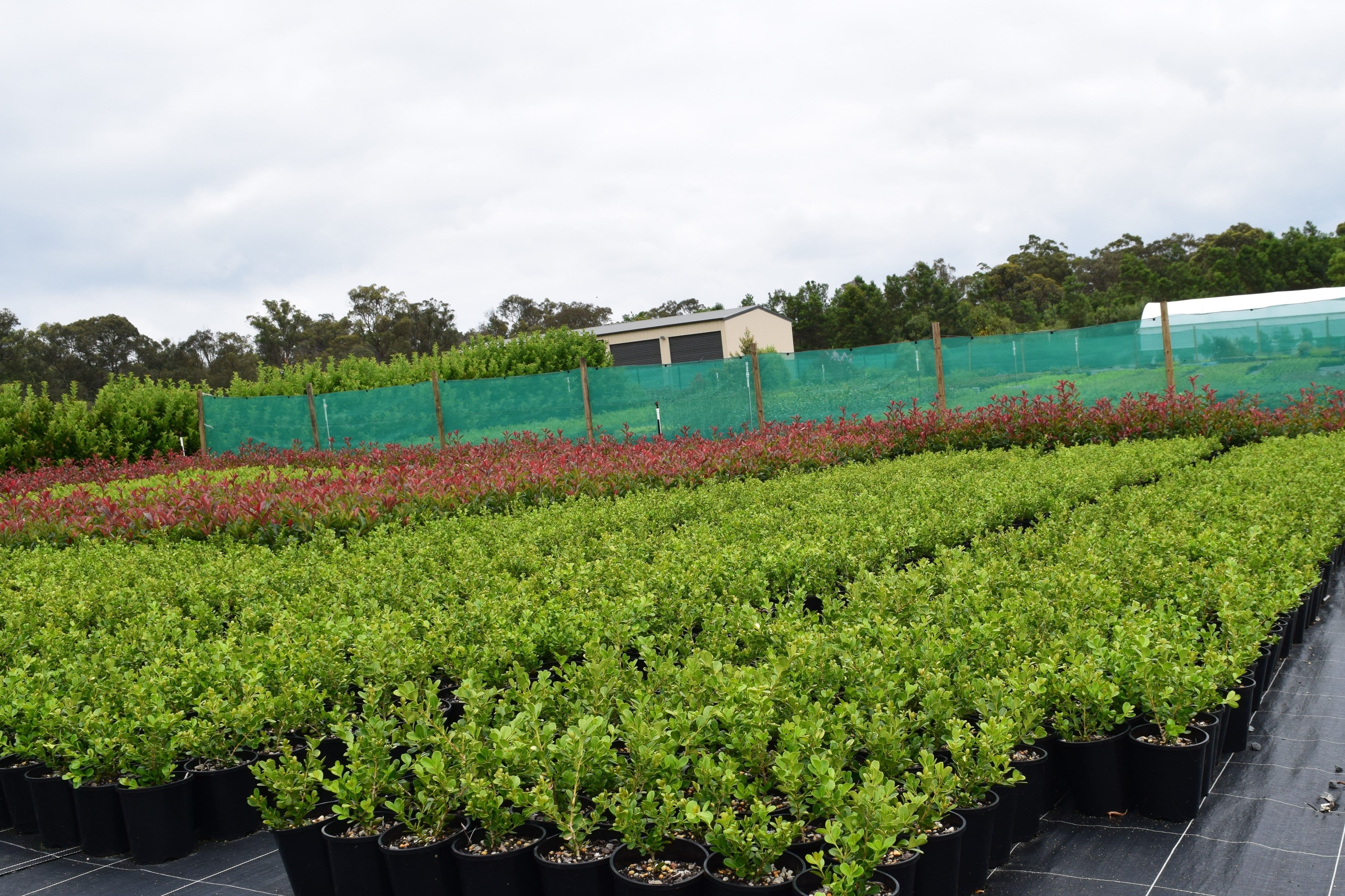 japanese buxus